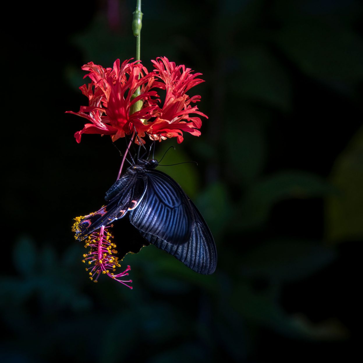 Call to Nature - Brand HK - CNN