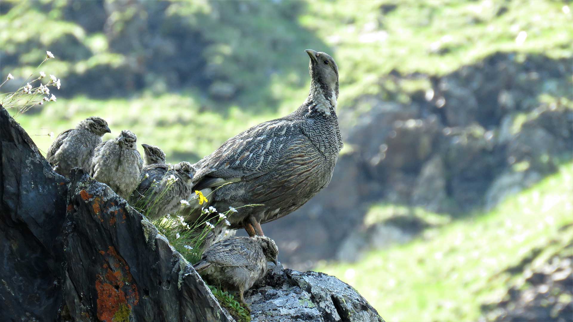 Exploring the wilds of Georgia: Eagle Week to ancient forests by ...