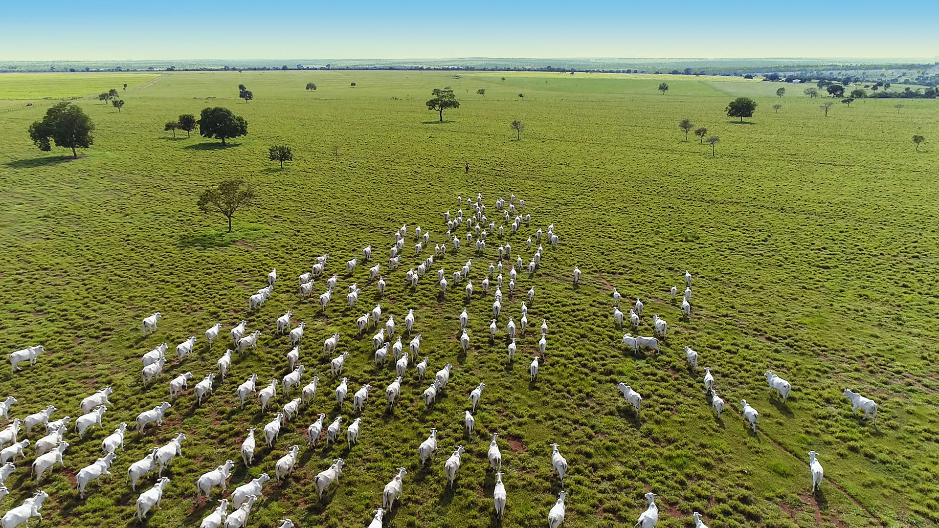 The sustainable farming revolution that’s transforming Brazil’s ...