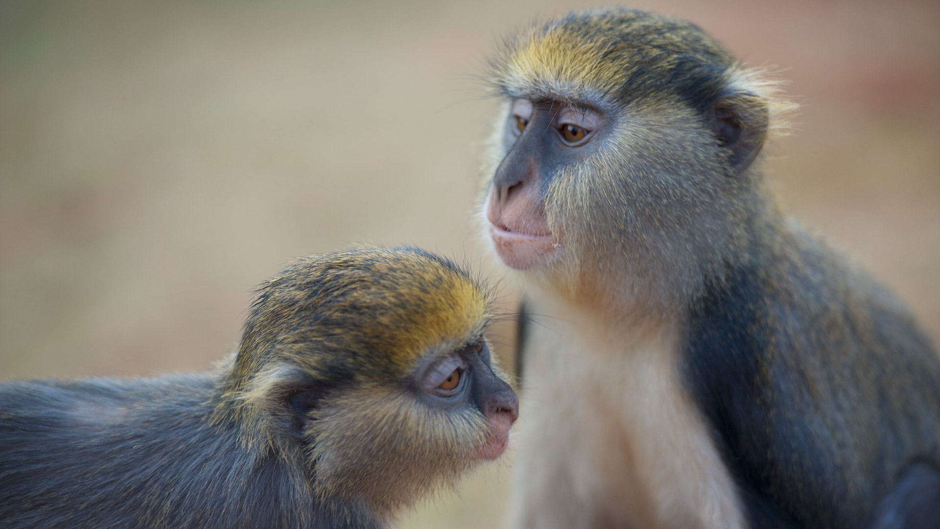 Preserving the spirit of Ghana's natural and community heritage - Ghana ...