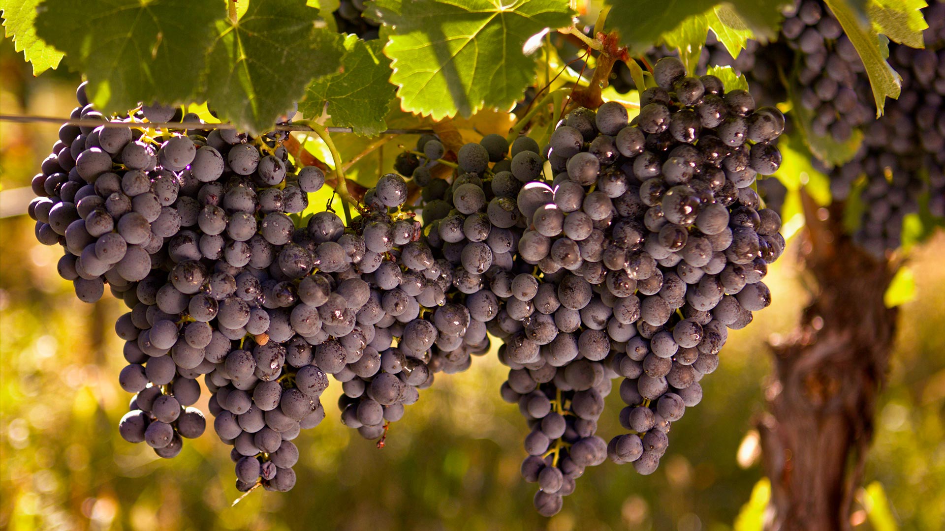 The story of Georgian wine: Marked by 8000 years of continuous vintage ...