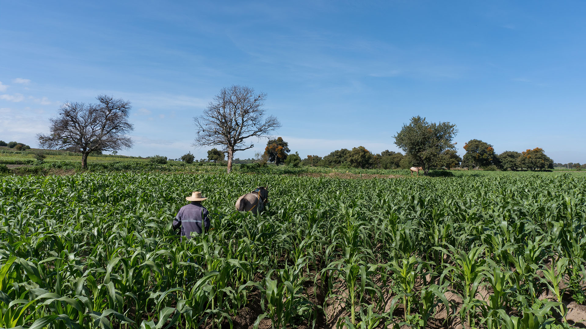 Growing smart: How a local legacy of Mexican corn production is feeding ...